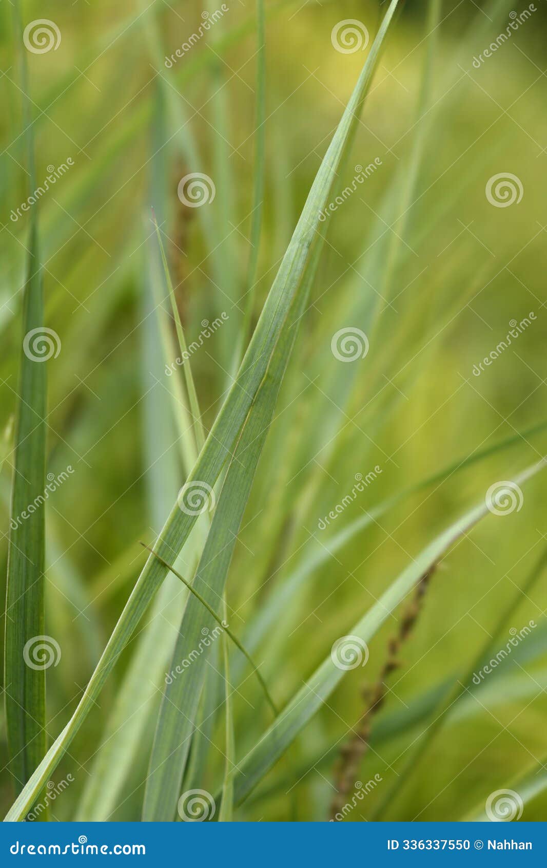 Switch Grass Prairie Sky stock photo. Image of close - 336337550