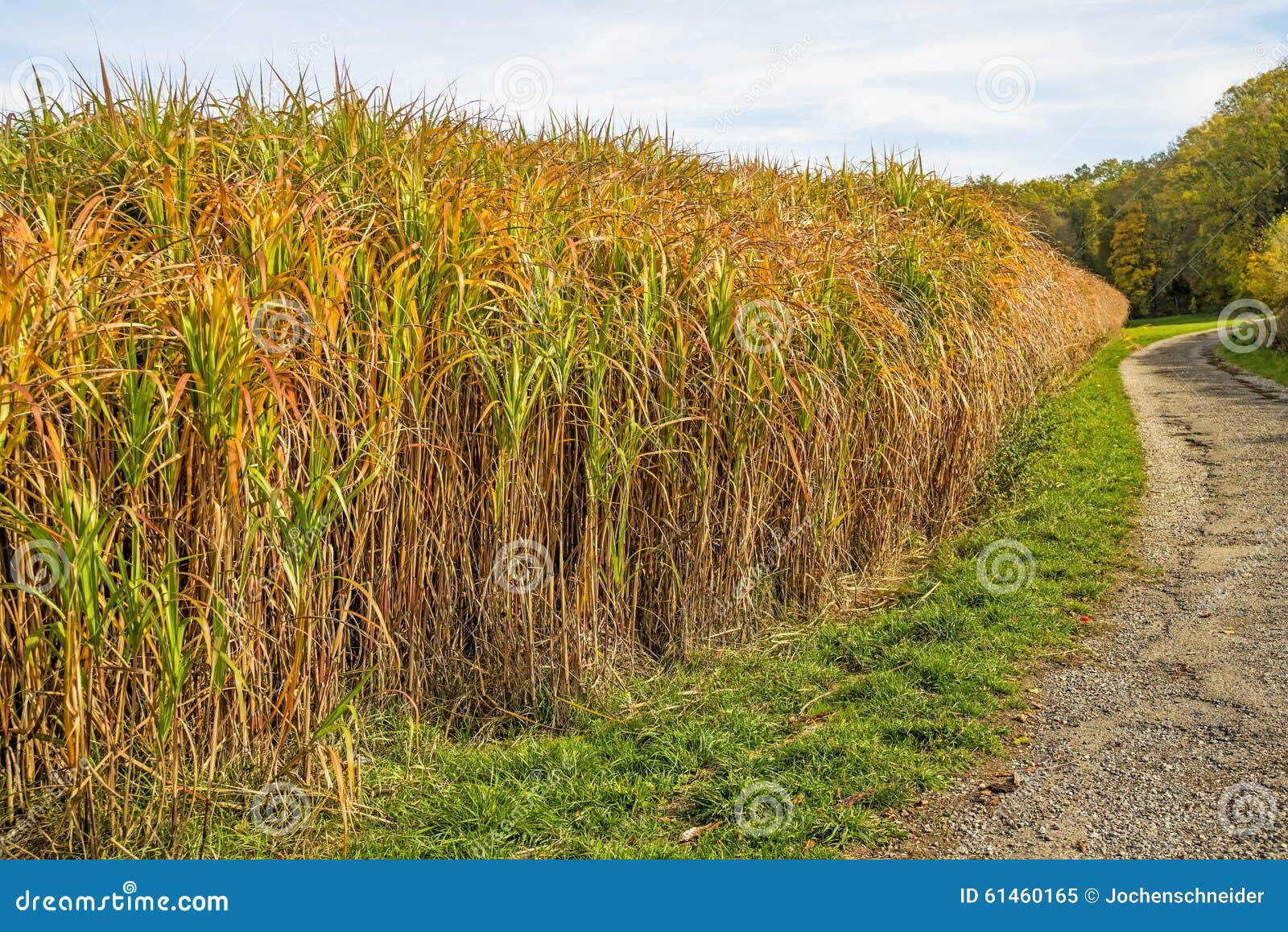 Switch grass stock image. Image of lighting, biological - 61460165