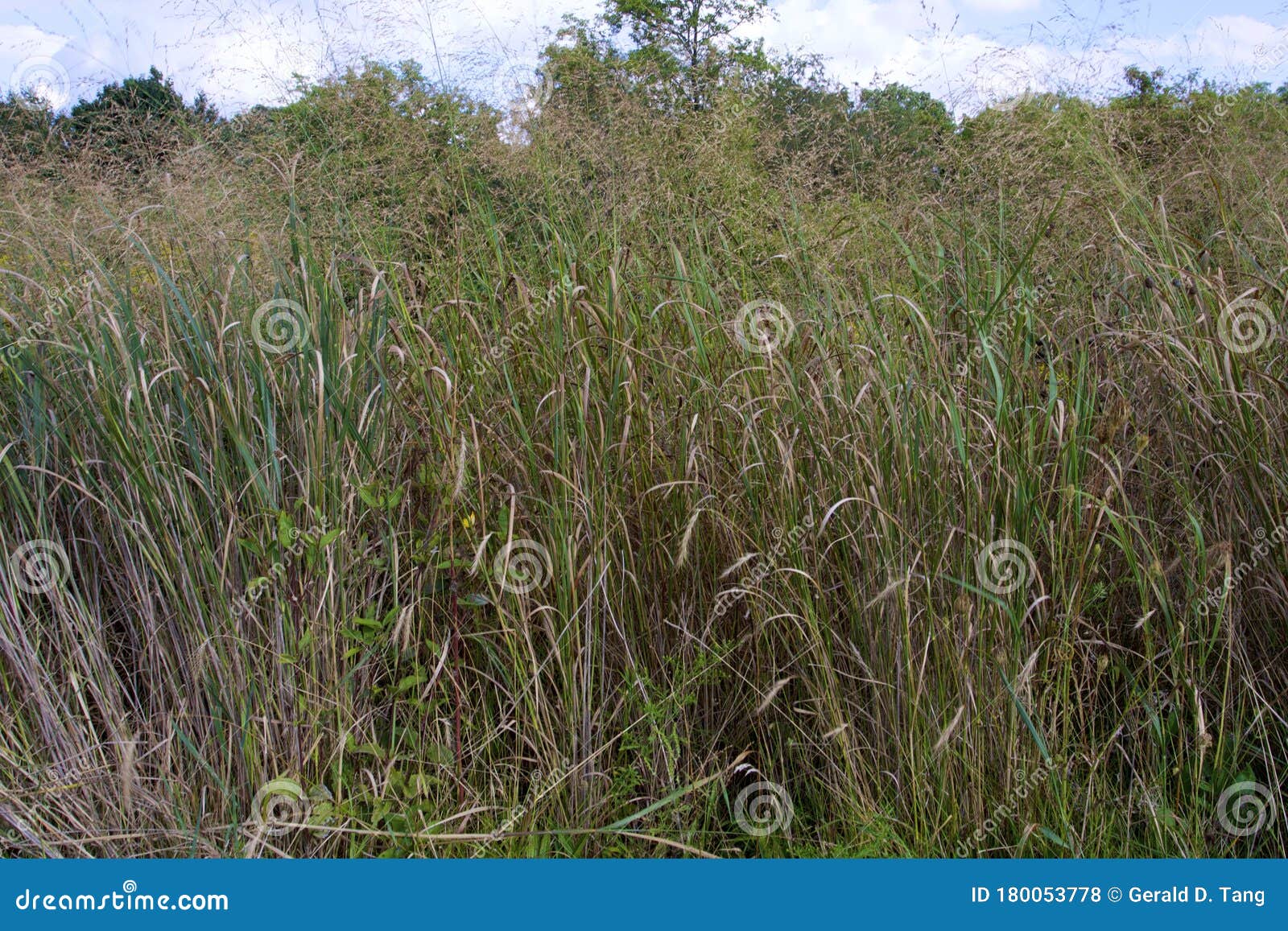 Switch Grass 810290 stock photo. Image of prairie, grasses - 180053778