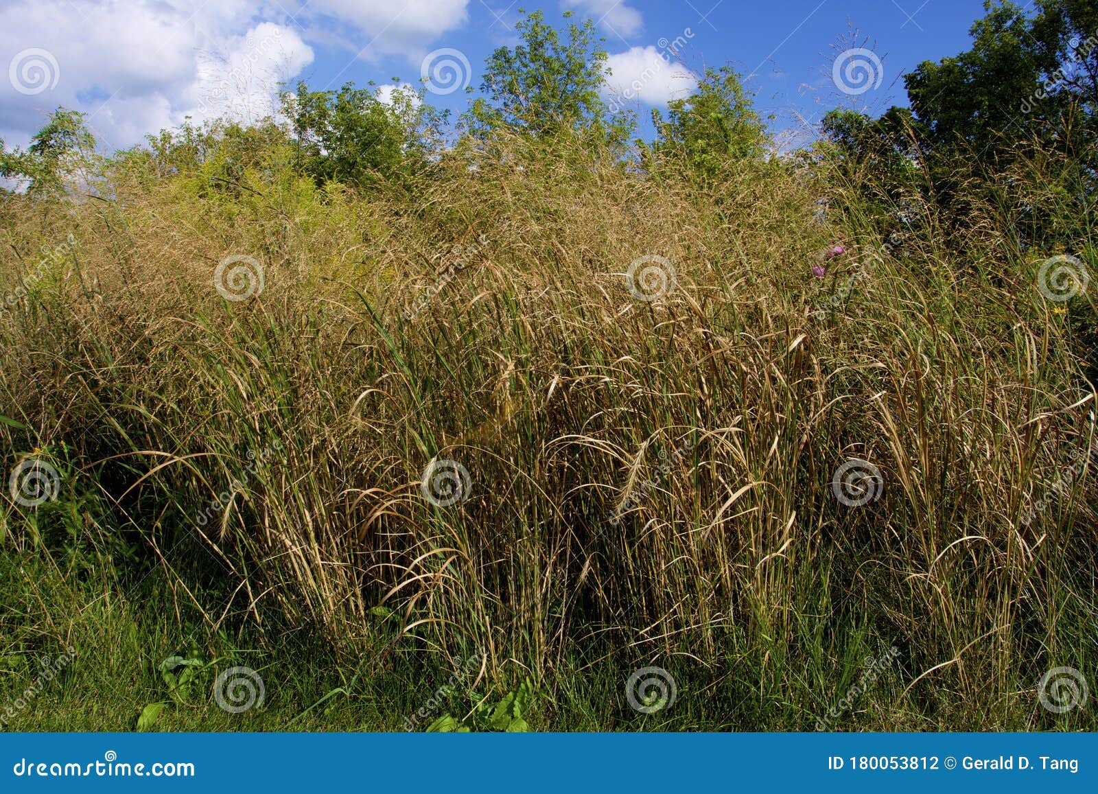 Switch Grass 810294 stock photo. Image of panicum, virgatum - 180053812