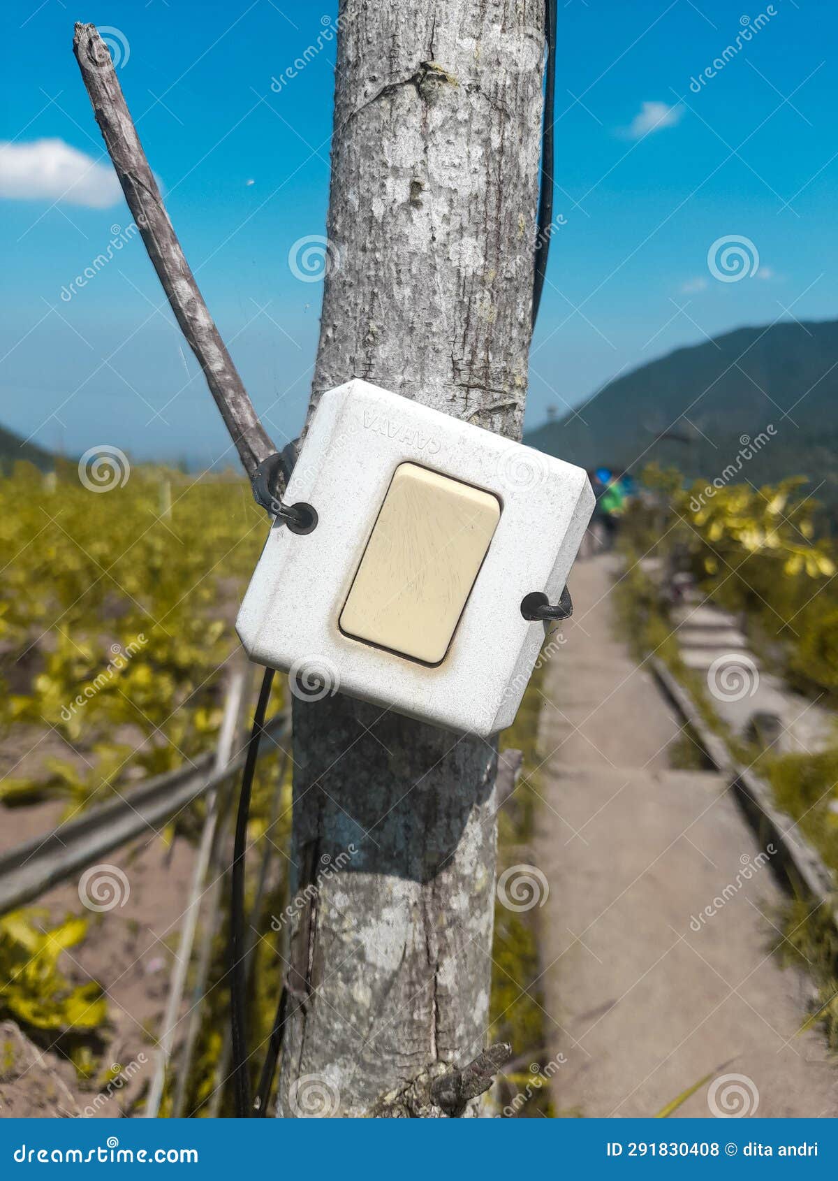 A Switch Tied To a Dry Tree in the Hills Stock Photo - Image of tied ...