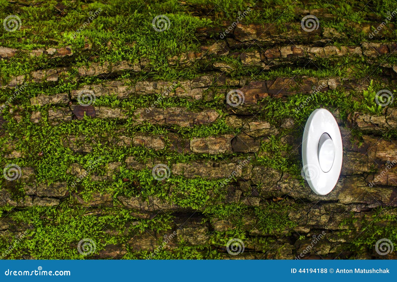 The switch in the woods stock photo. Image of outlet - 44194188