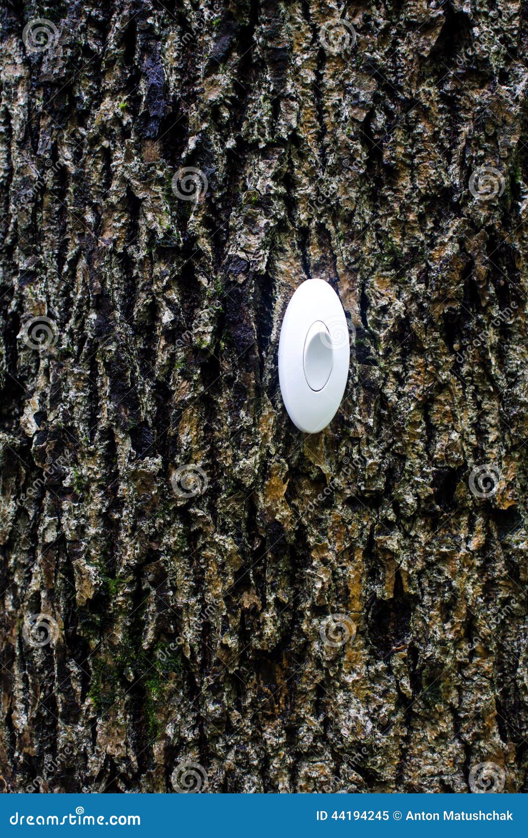 The switch in the woods stock image. Image of generation - 44194245