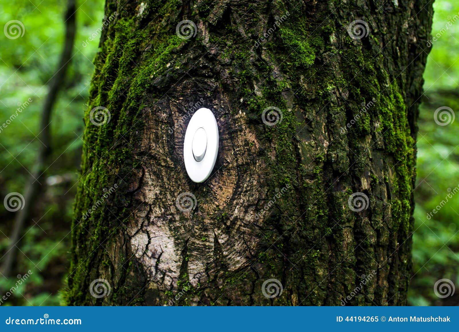 The switch in the woods stock image. Image of nature - 44194265