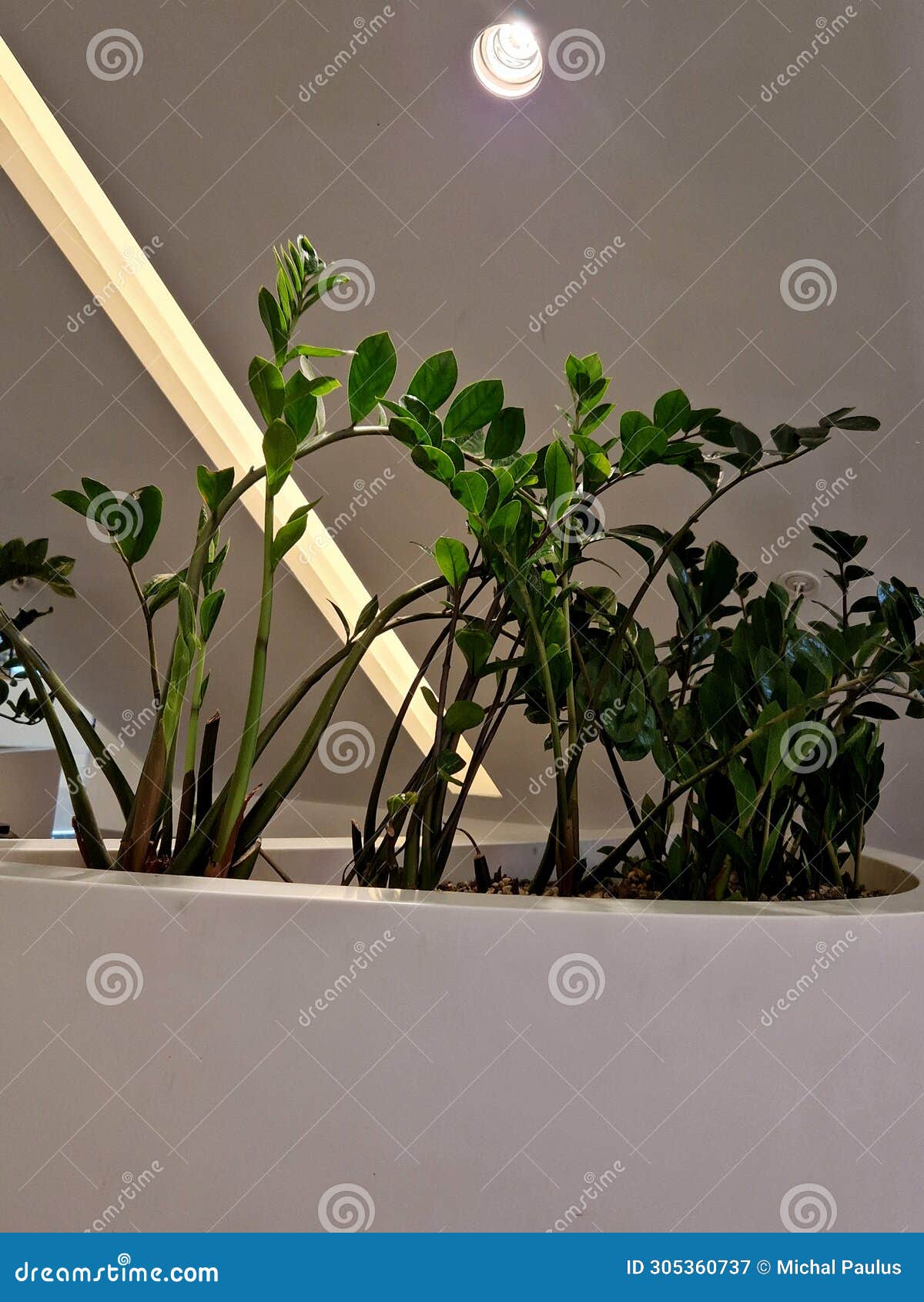 Switchboard with Electrical Sockets Right Next To the Pot of Indoor ...