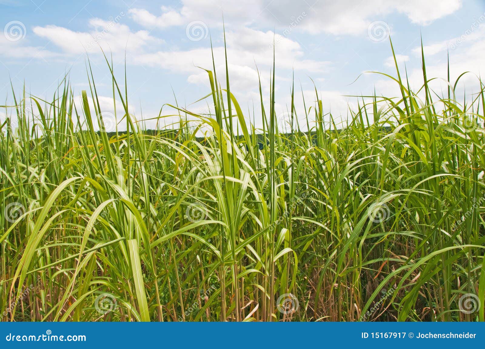 Switchgrass stock image. Image of compostible, fuel, grass - 15167917