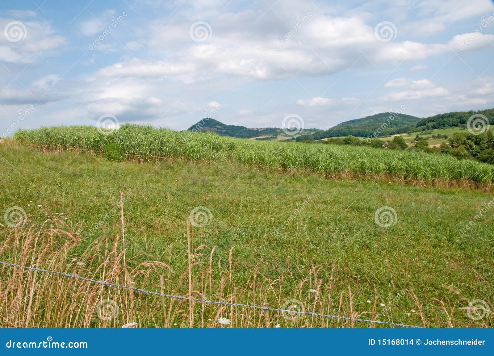 Switchgrass stock photo. Image of grass, diesel, rural - 15168014