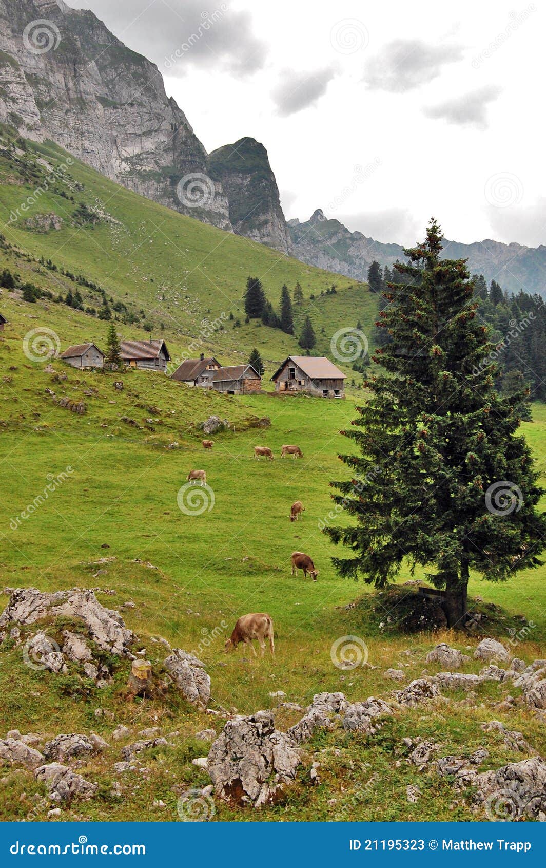 Switzerland Mountain Countryside with Cows Stock Image - Image of area ...