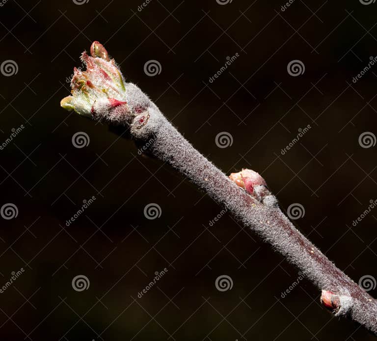 Swollen Buds of an Apple Tree on a Branch in Spring. Macro Stock Image ...