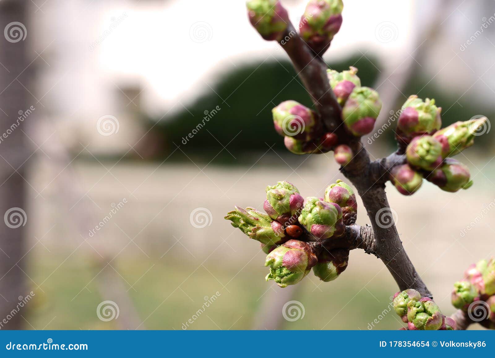 Swollen Buds on a Cherry Tree in Early Spring Stock Photo - Image of ...