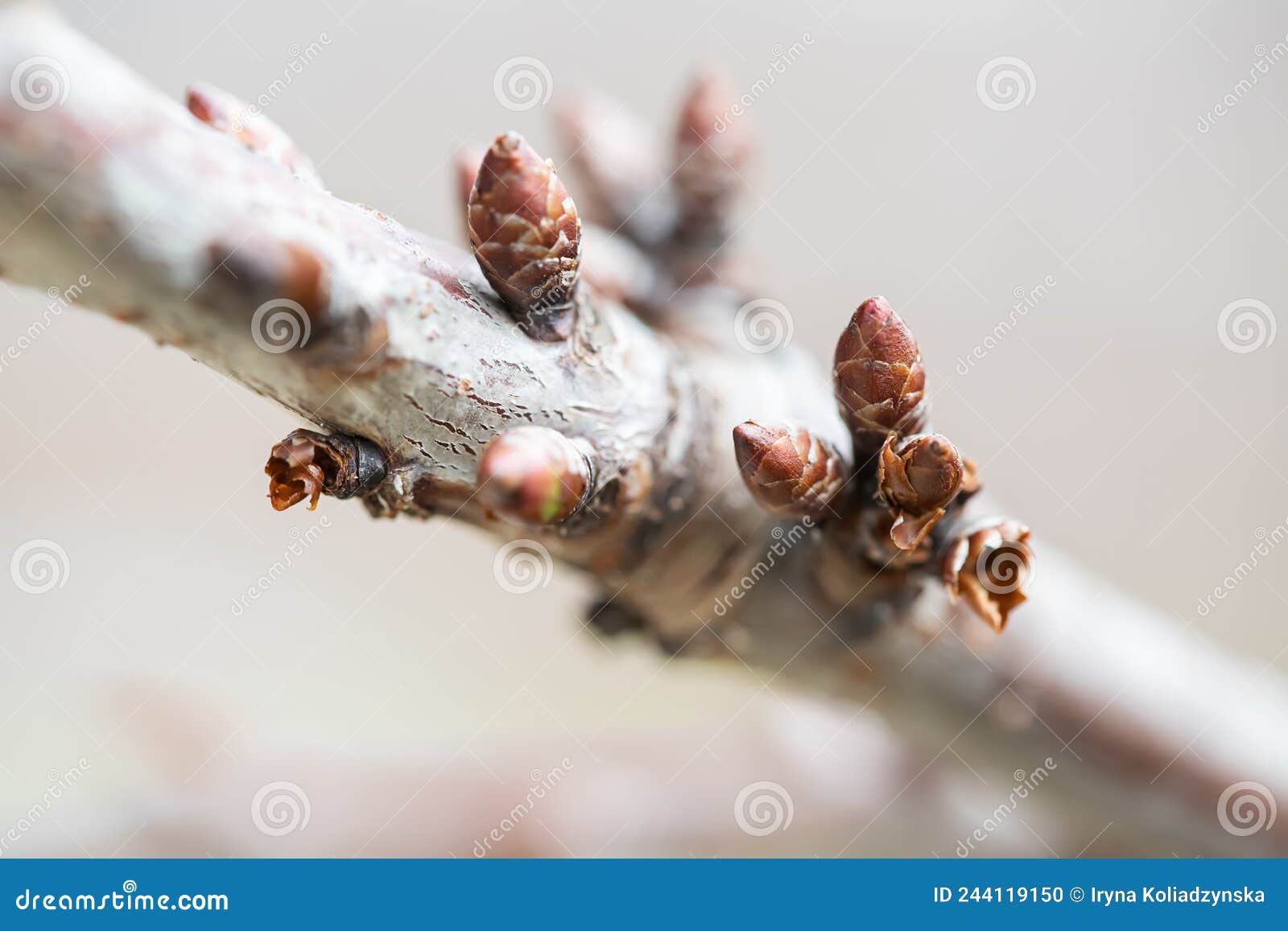 Swollen Buds On A Fruit Tree. Macro Photography | CartoonDealer.com ...
