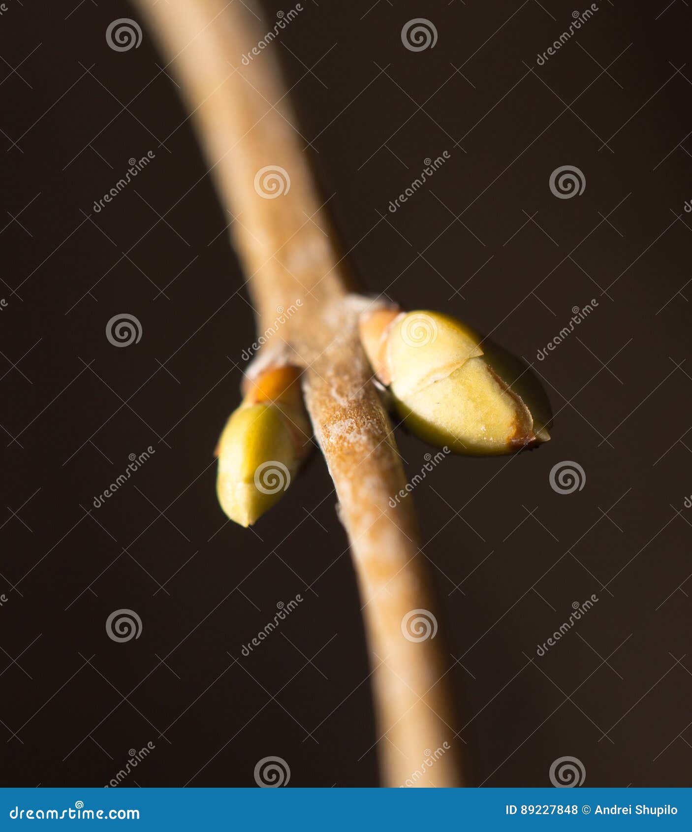 Swollen Buds Going To Burst at Spring Stock Photo - Image of flora ...