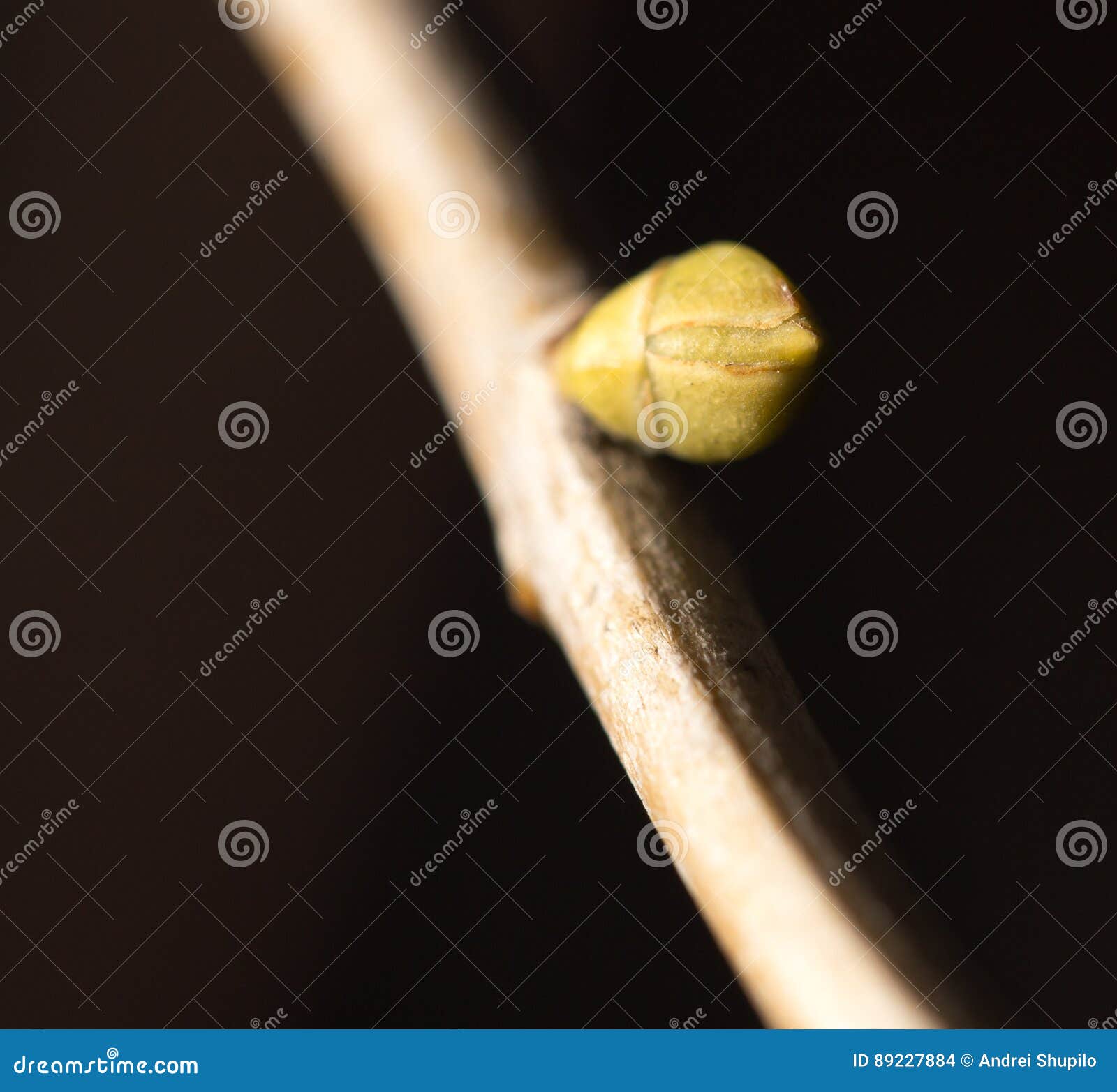 Swollen Buds Going To Burst at Spring Stock Photo - Image of burst ...