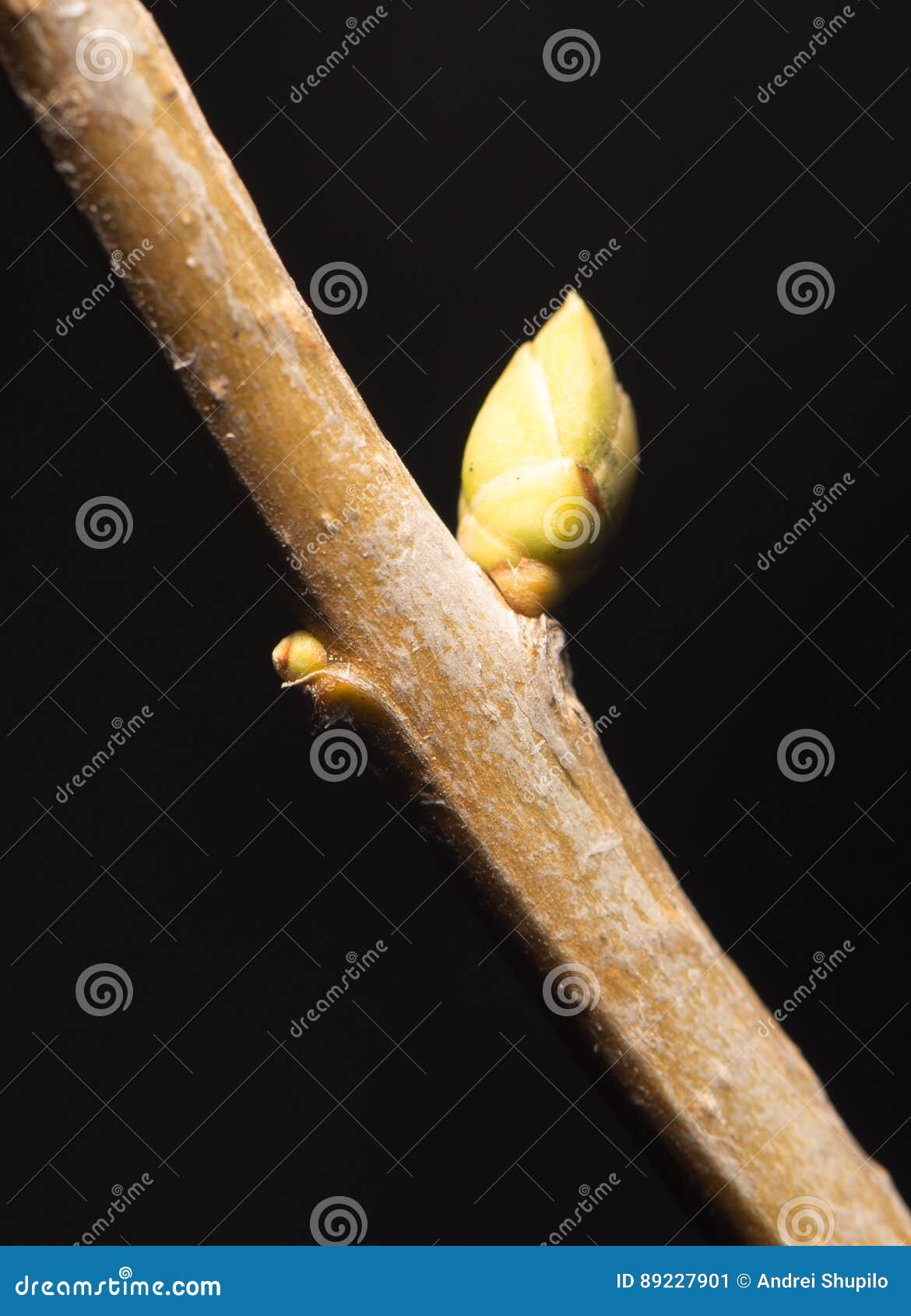 Swollen Buds Going To Burst at Spring Stock Image - Image of blossom ...