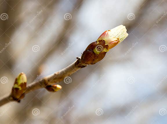 Swollen buds on the tree stock image. Image of botanical - 105471661