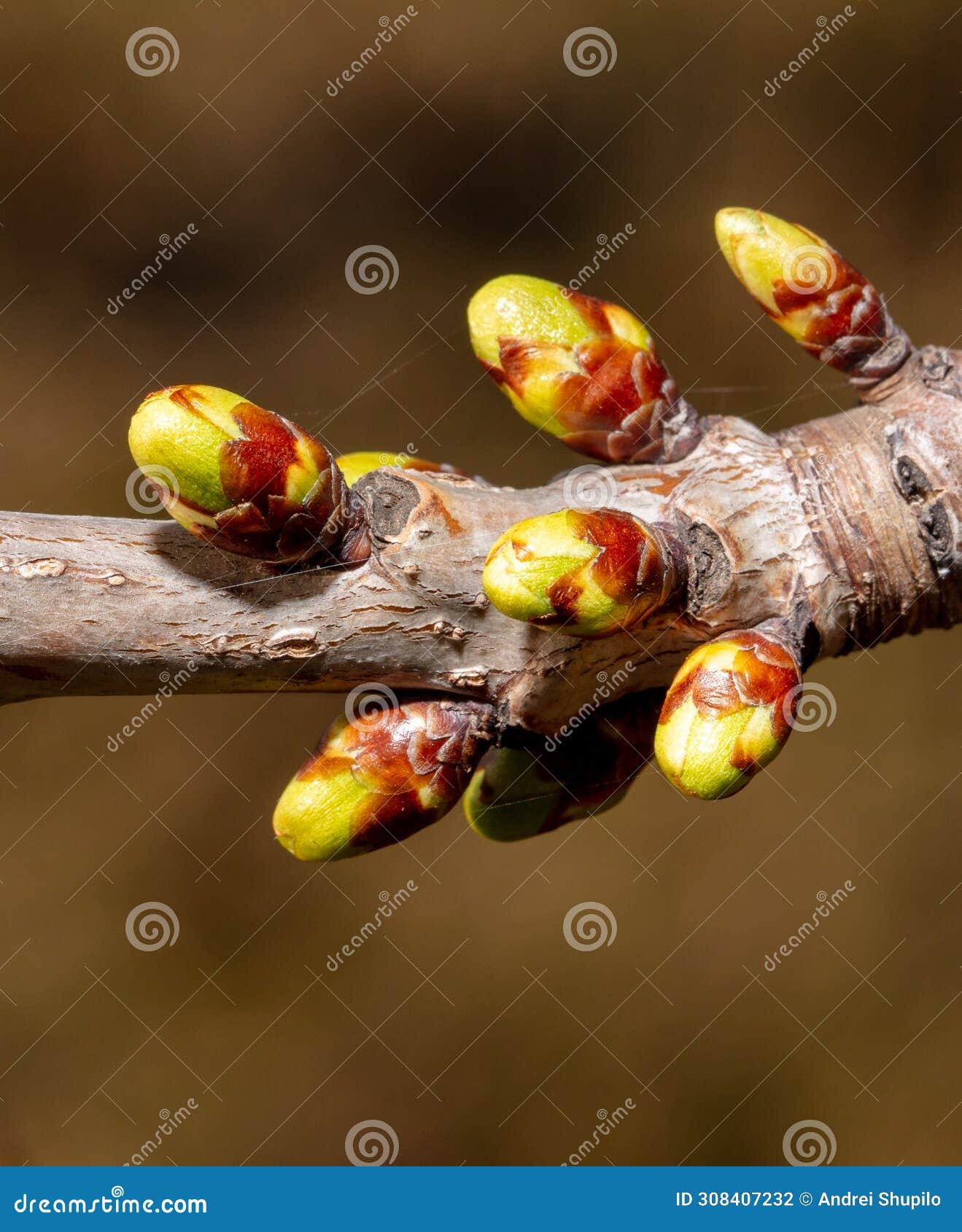 Swollen Cherry Buds on a Branch in Spring Stock Photo - Image of ...