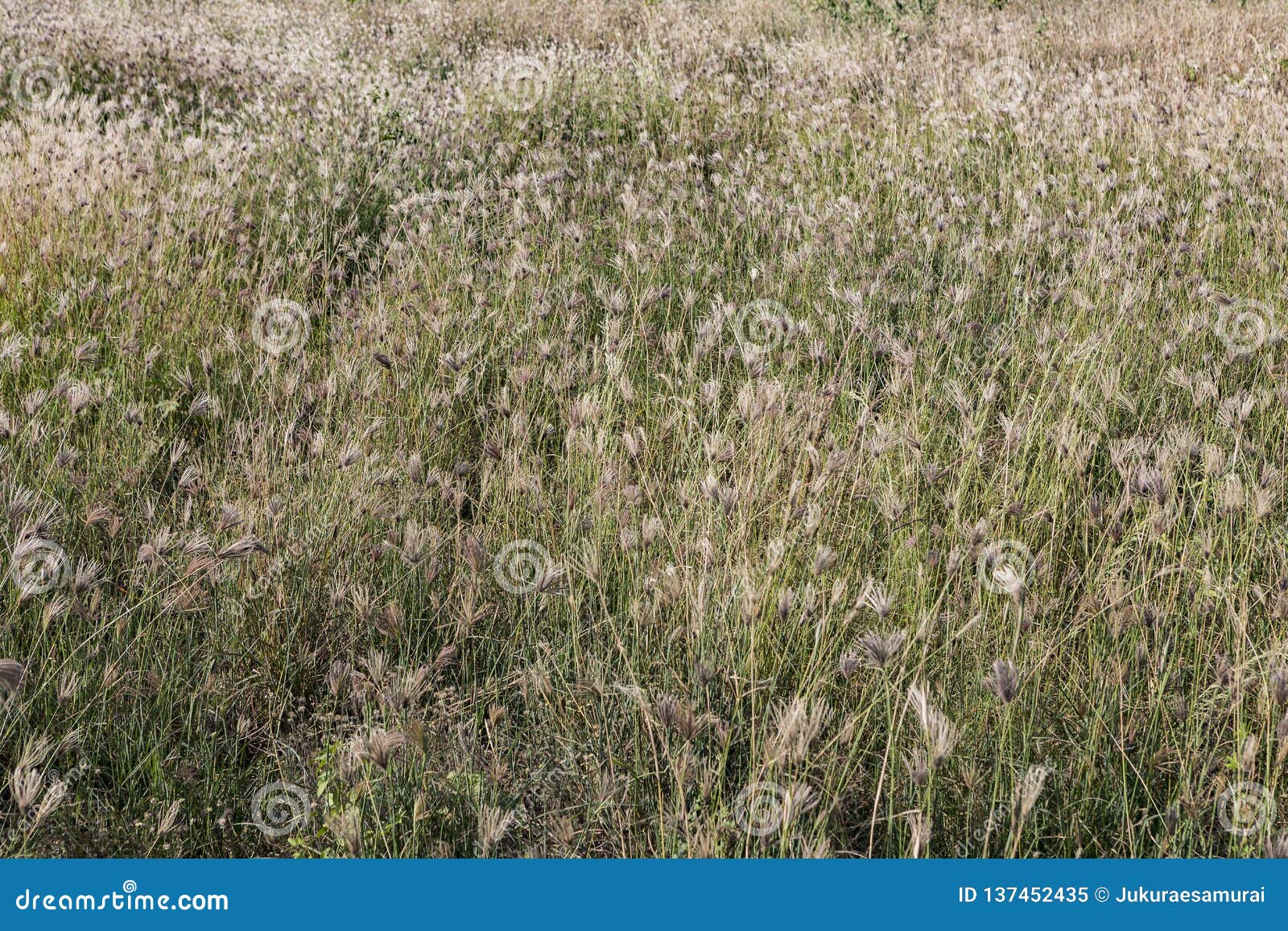 Swollen Finger Grass Royalty-Free Stock Photo | CartoonDealer.com #65463363