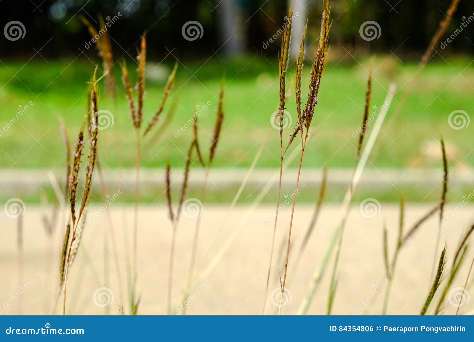 Swollen Finger Grass, Finger Grass Stock Photo - Image of outdoor ...