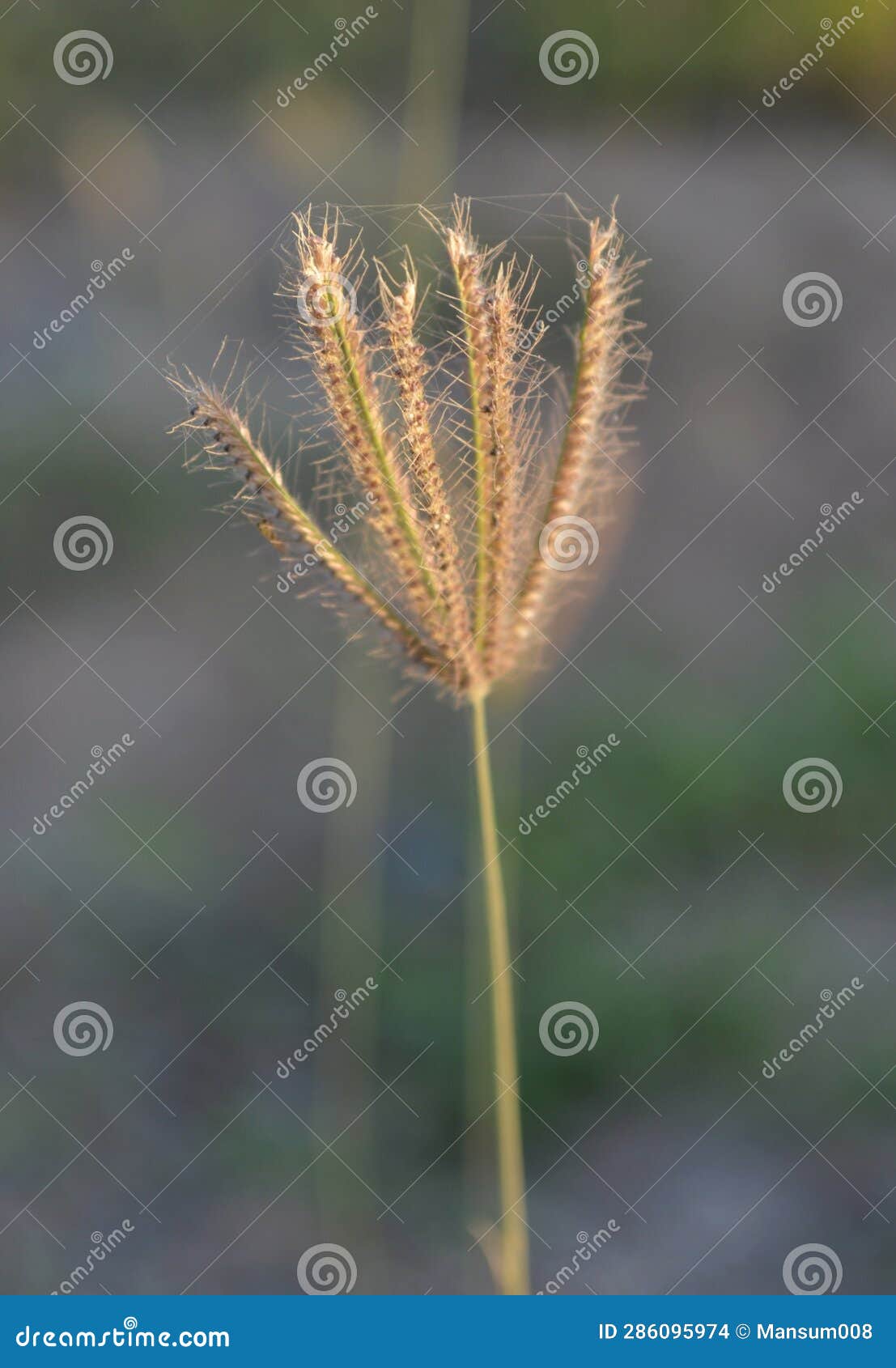 Swollen Finger Grass with Rim Light in Sunset Blur (Chloris Barbata ...