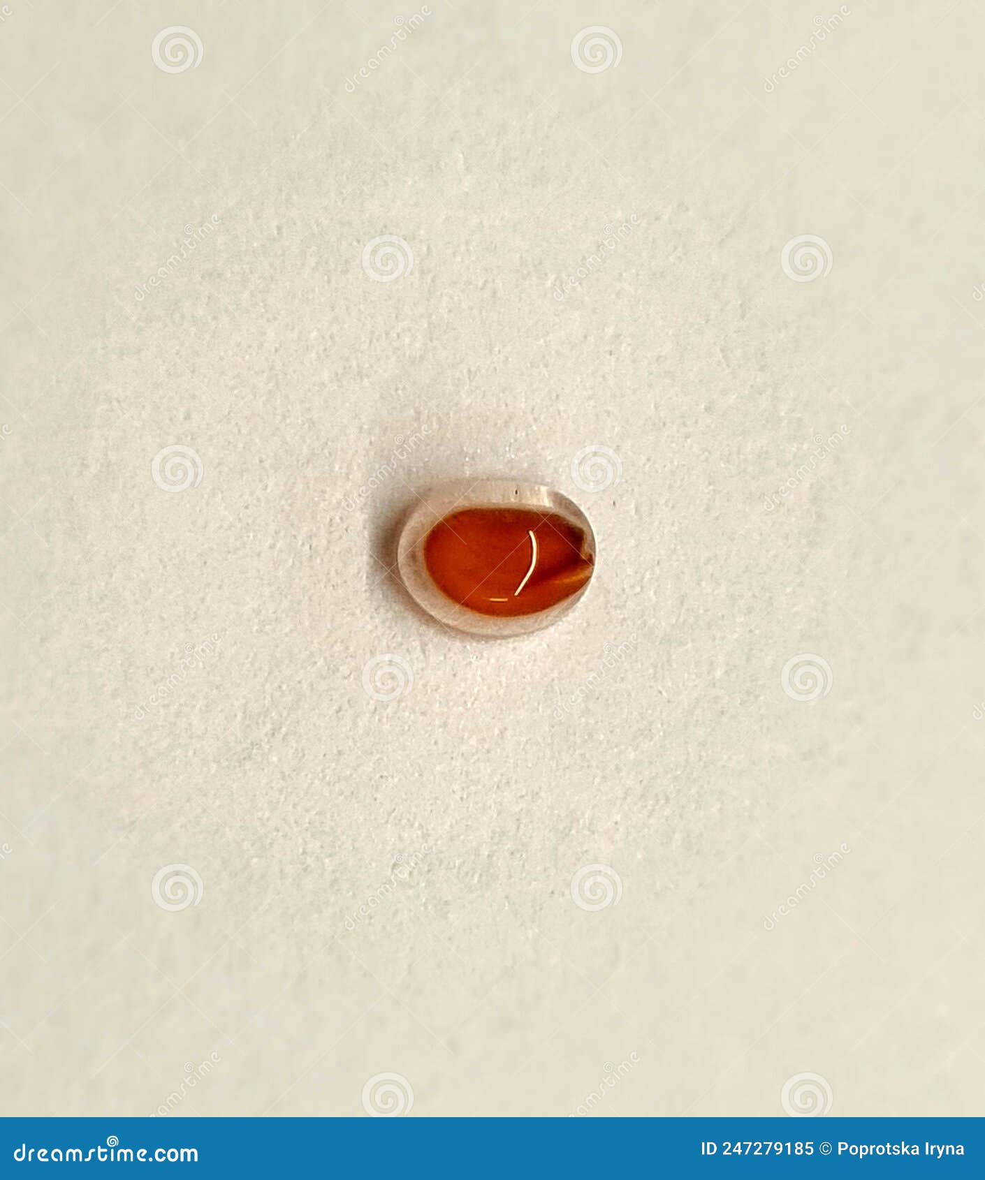 Swollen Germinating Seed Isolated On White Background Royalty-Free ...