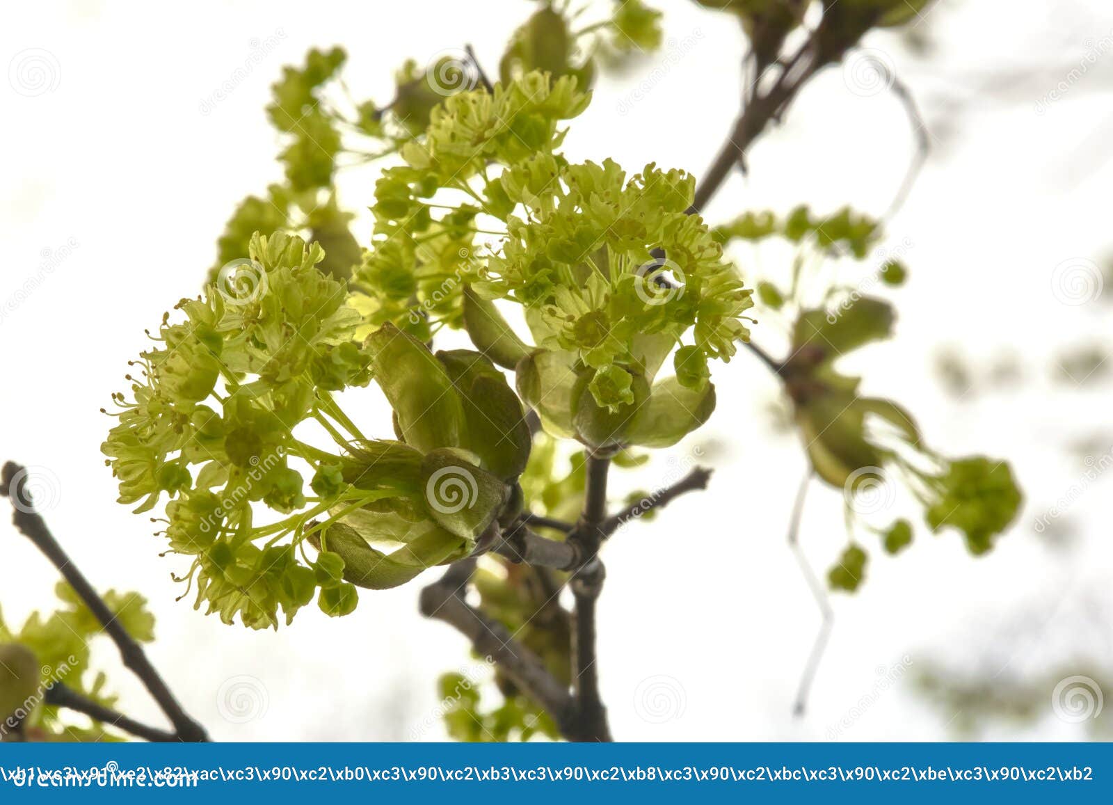 Swollen kidney on a tree stock image. Image of branch - 179681967