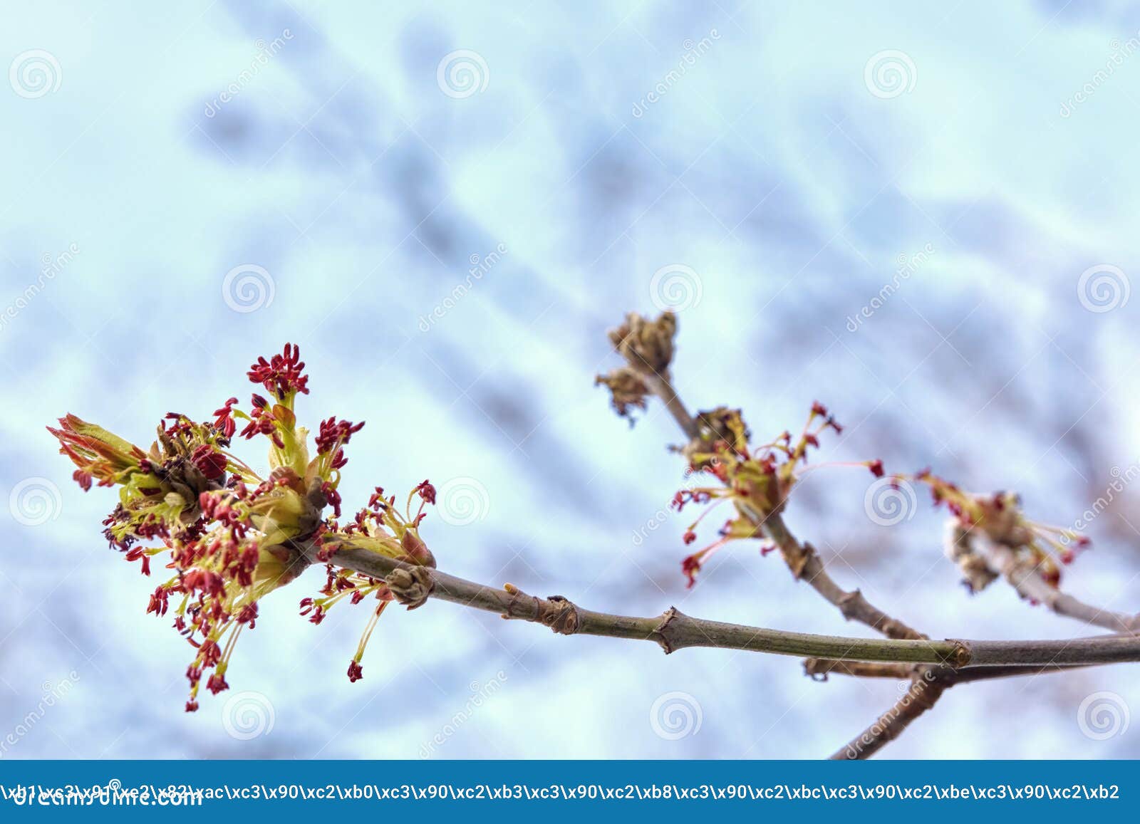 Swollen kidney on a tree stock image. Image of beautiful - 179681995