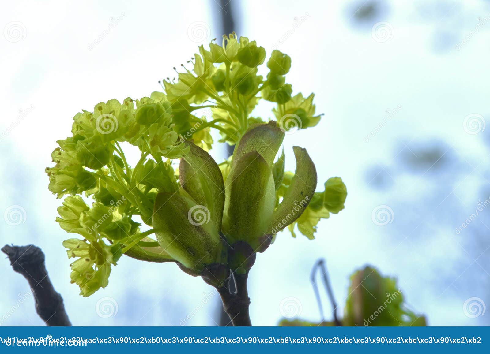 Swollen kidney on a tree stock photo. Image of fresh - 179682076