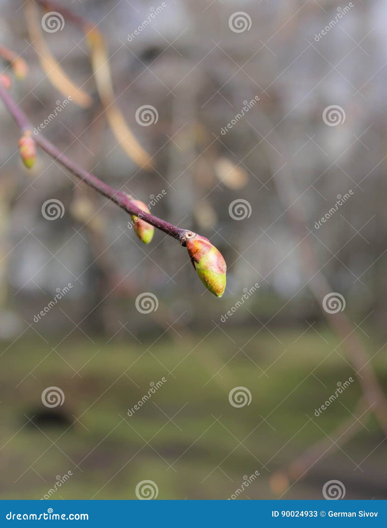 Swollen spring bud. stock image. Image of season, spring - 90024933