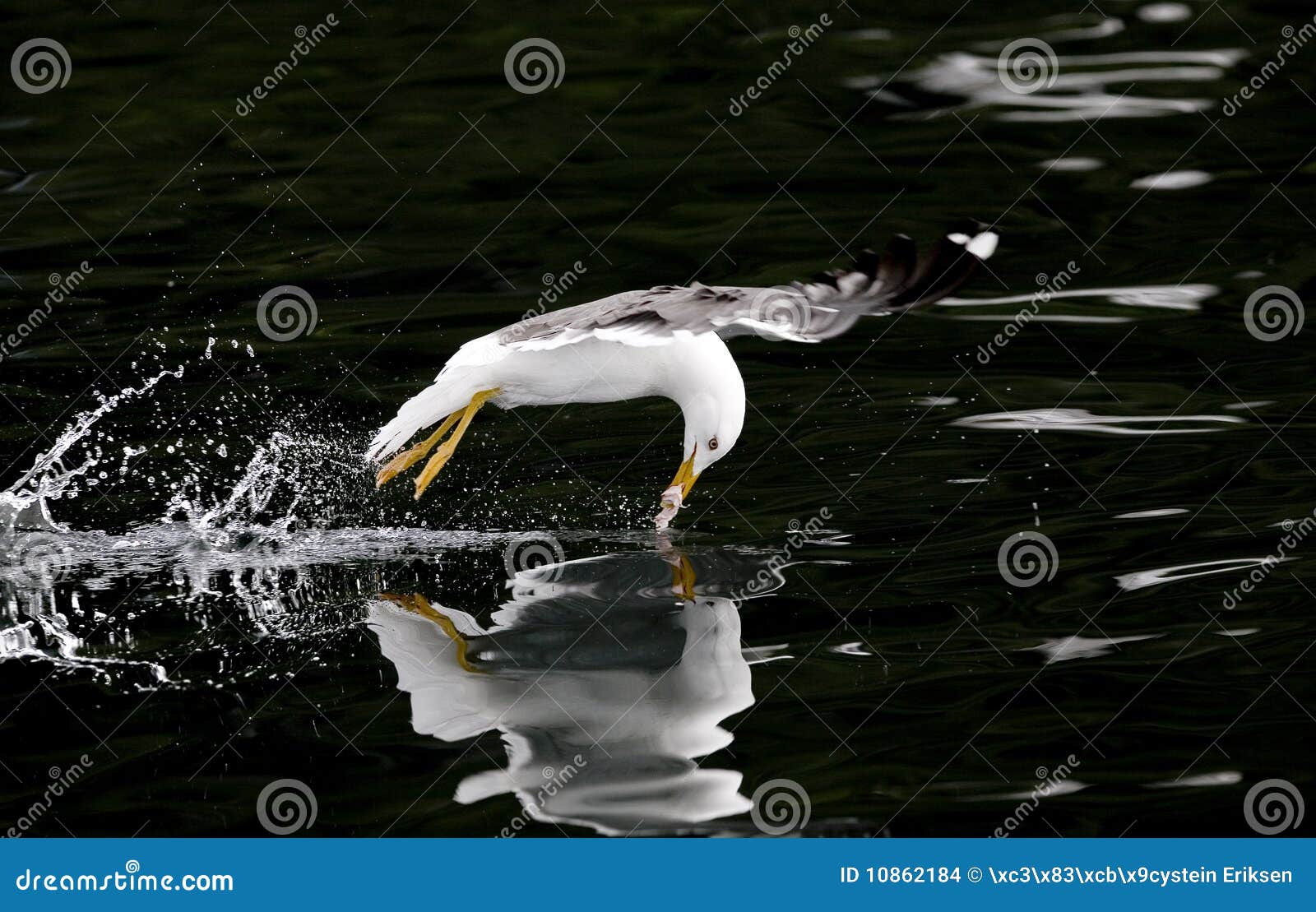 Swoosh stock photo. Image of diving, white, black, water - 10862184