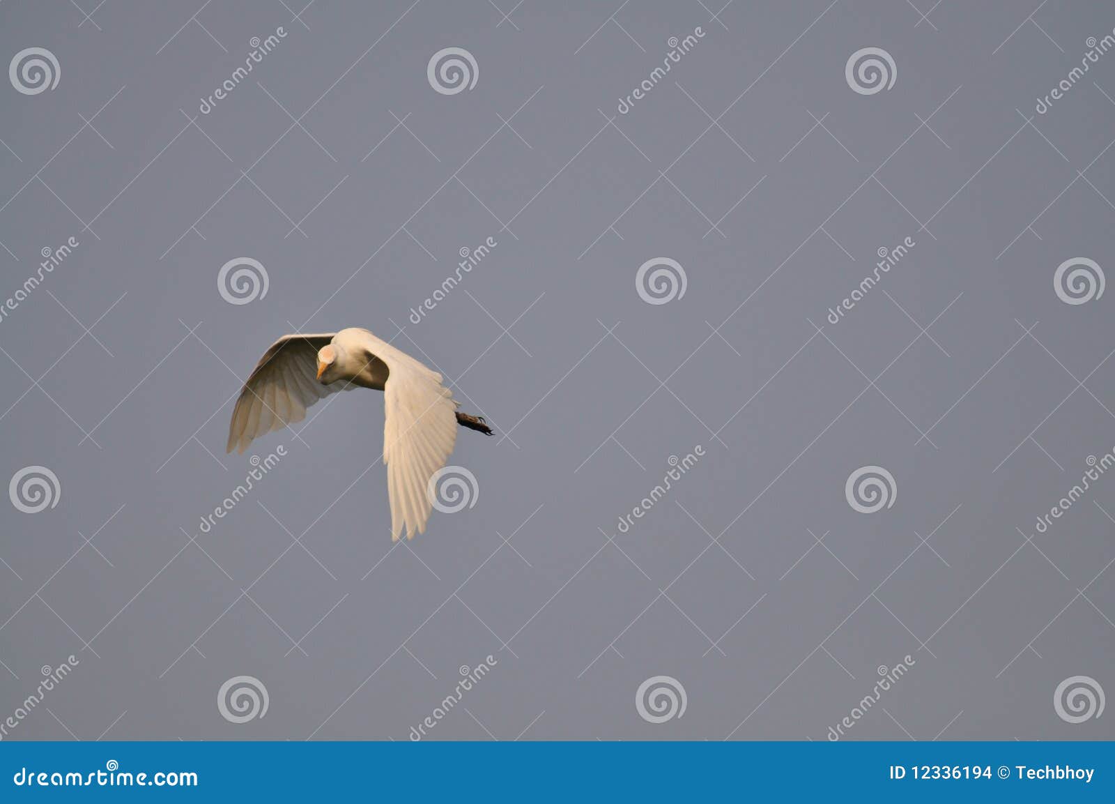 Swoosh stock photo. Image of equatorial, flying, africa - 12336194