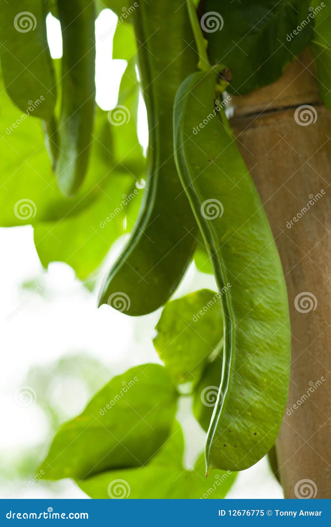 Sword Bean stock image. Image of bamboo, greenery, harvest - 12676775