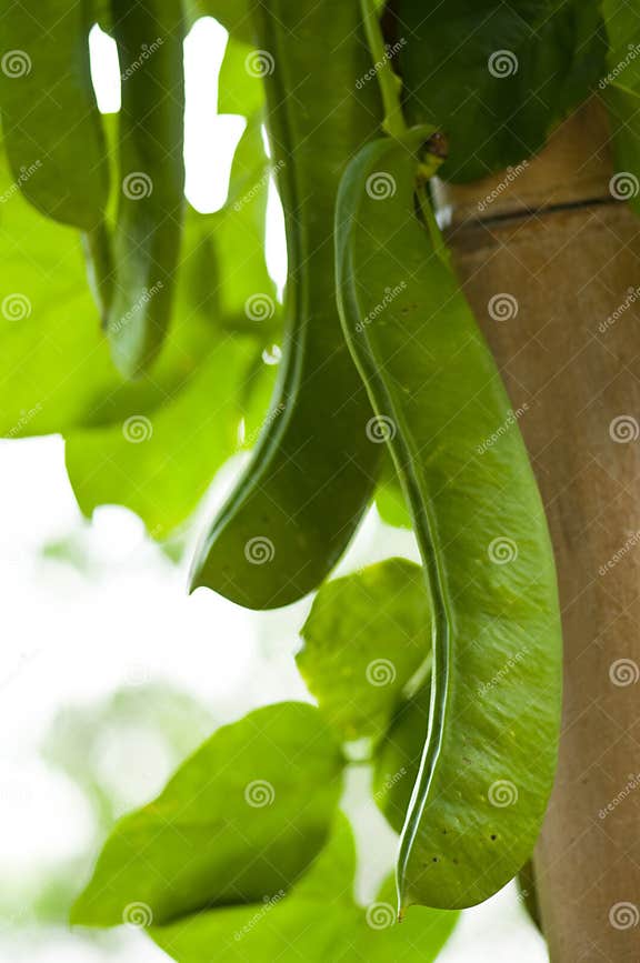 Sword Bean stock image. Image of bamboo, greenery, harvest - 12676775