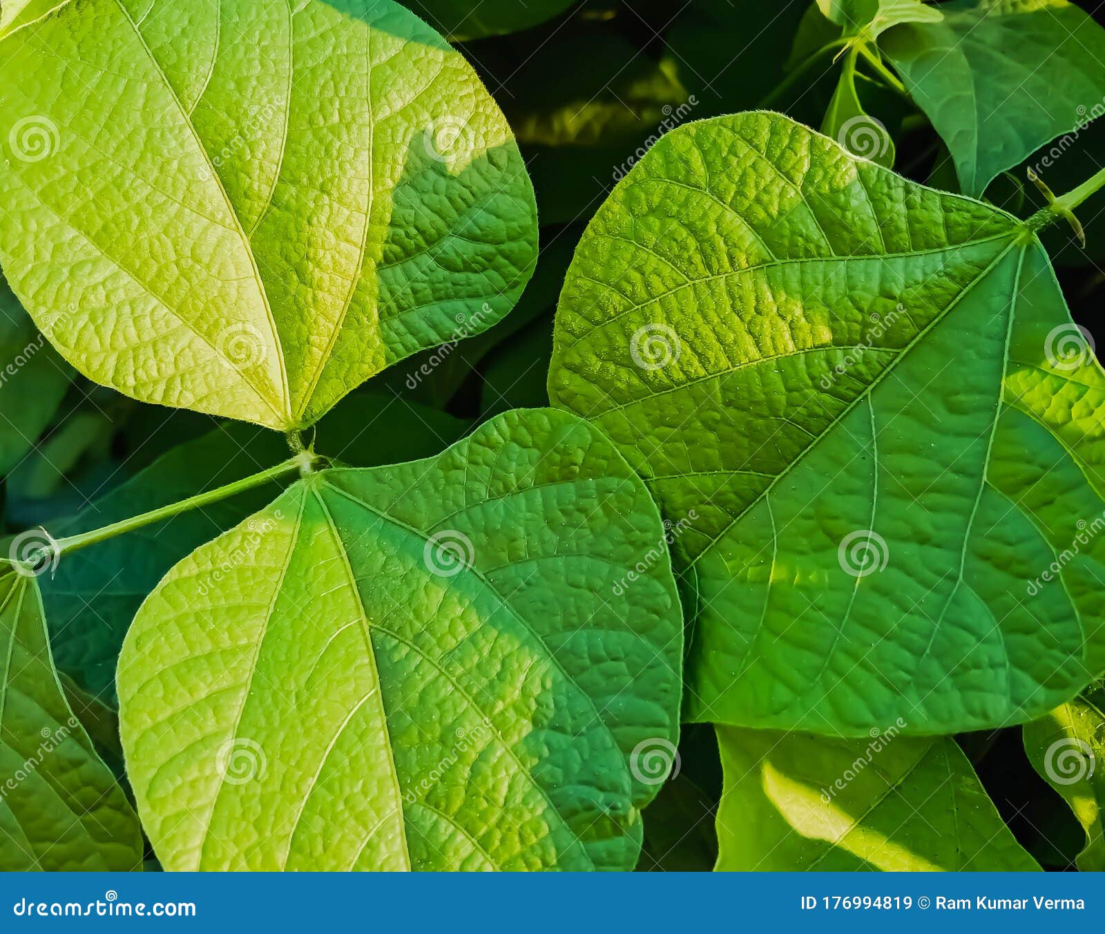 Sword Bean (Canavalia Gladiata) Stock Image | CartoonDealer.com #25425793