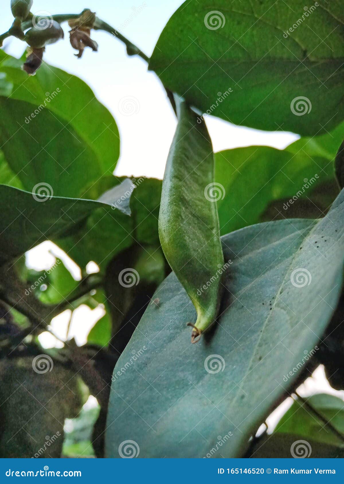 Sword Bean (Canavalia Gladiata) Stock Image | CartoonDealer.com #25425793