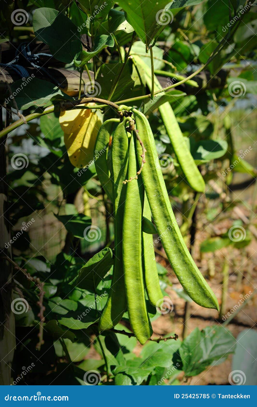 Sword Bean (Canavalia Gladiata) Stock Image | CartoonDealer.com #25425793