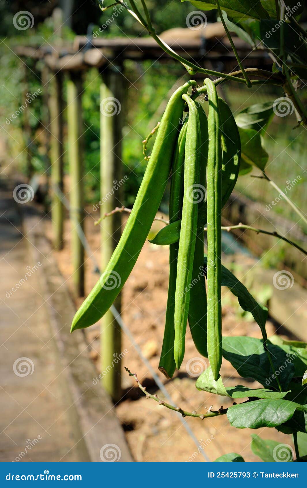 Canavalia Ensiformis