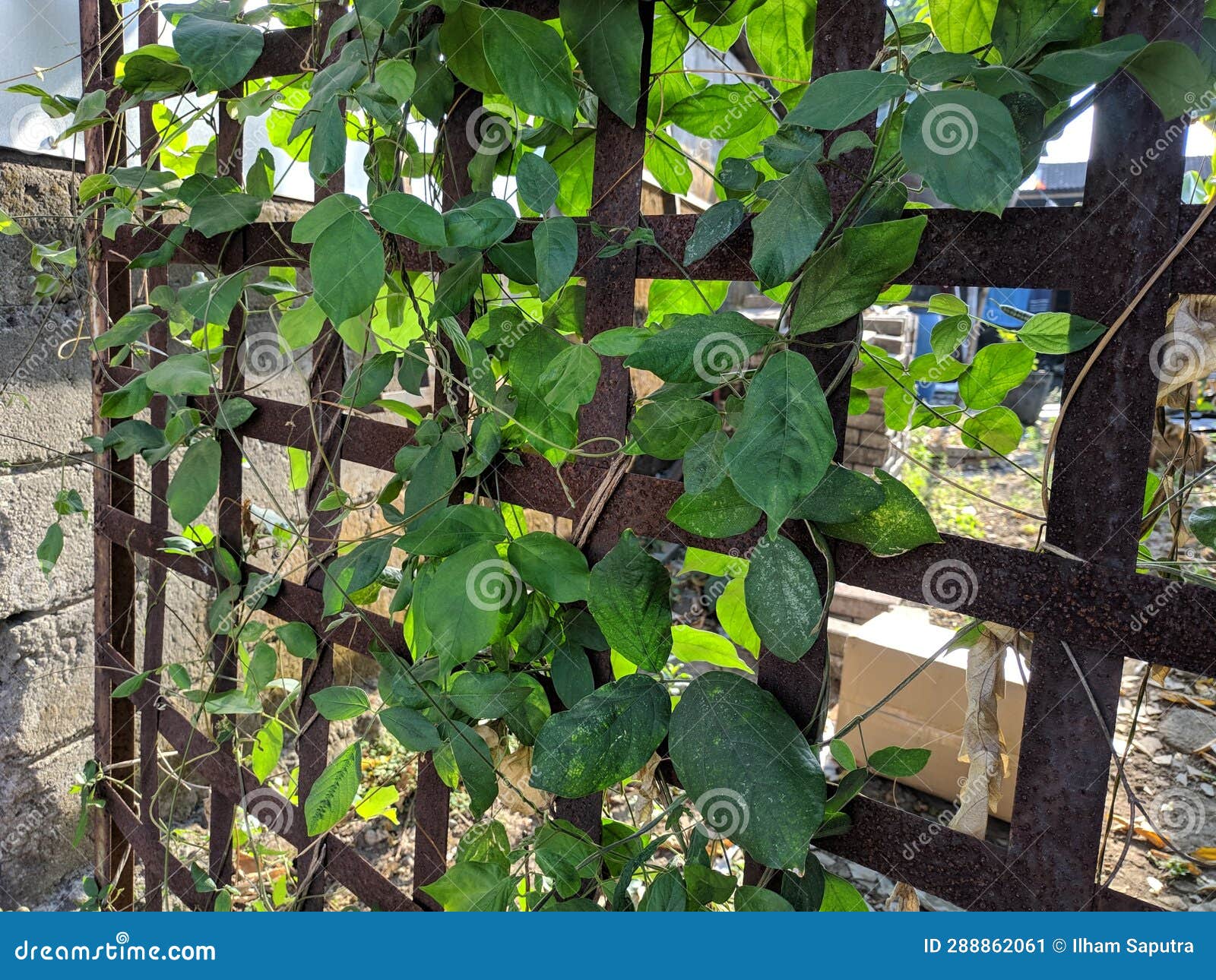 Sword Bean Plant Growing Creeping on the Iron Fence Stock Image - Image ...
