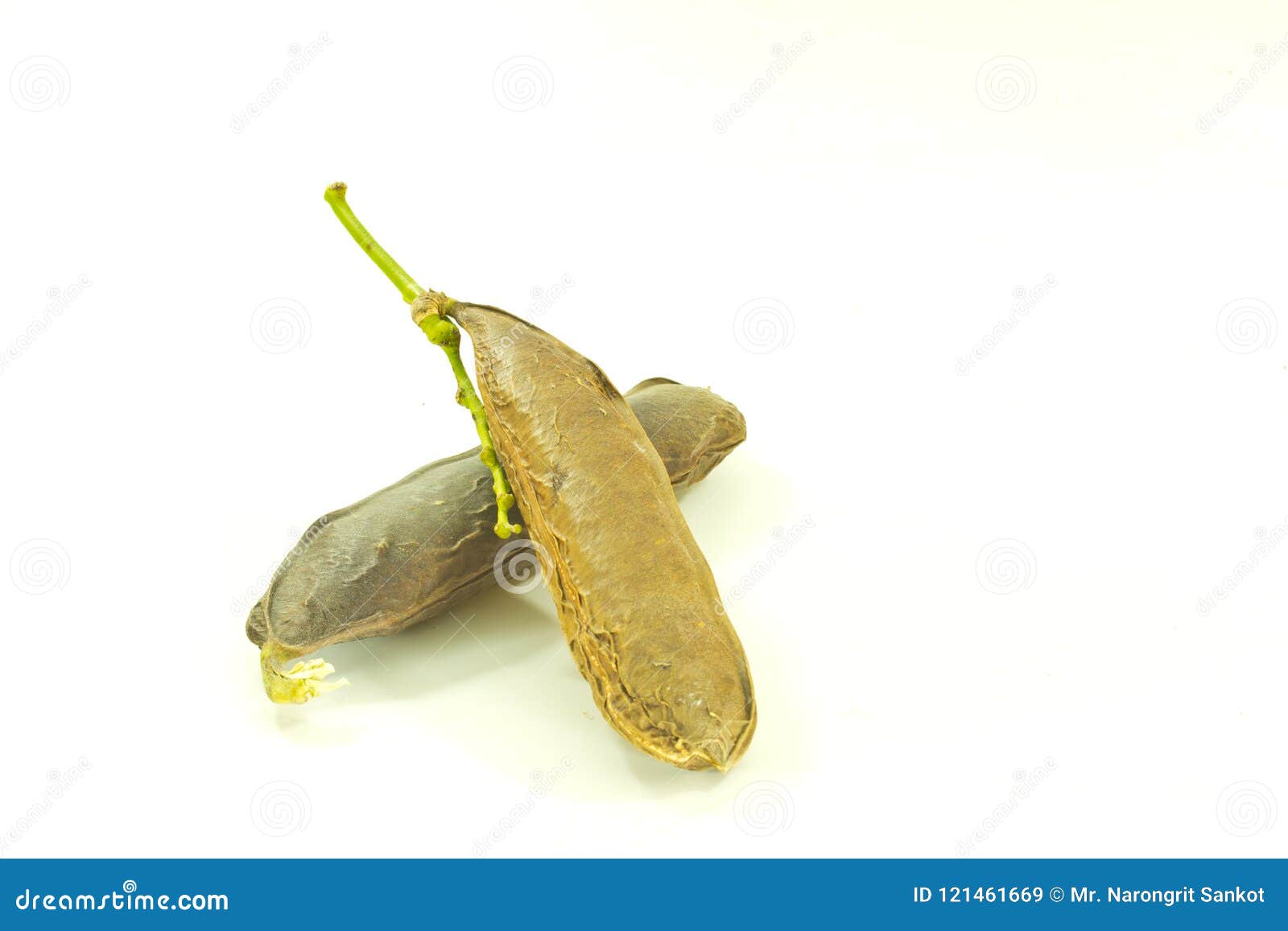Sword Bean (Canavalia Gladiata) Stock Image | CartoonDealer.com #25425793