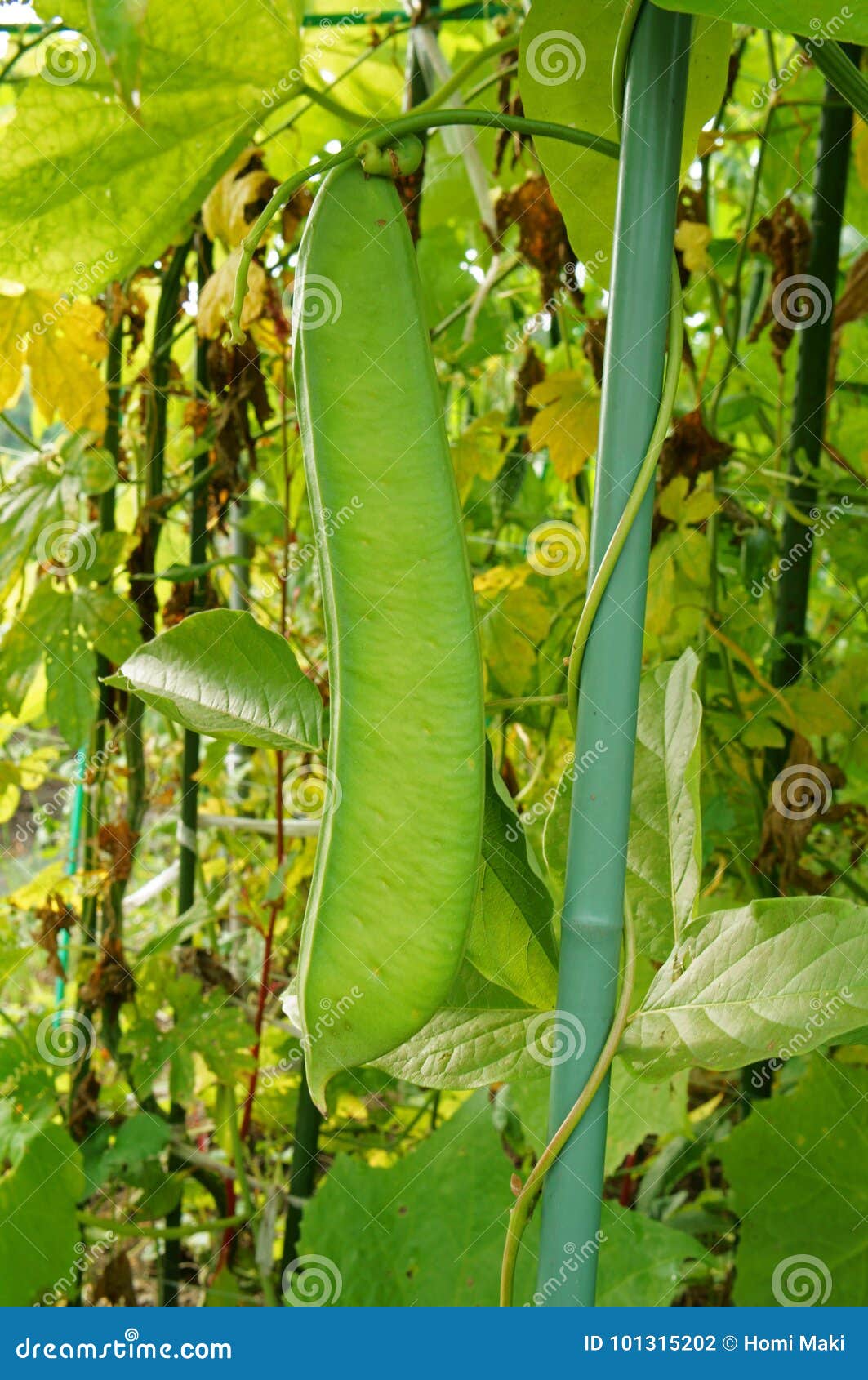 Sword beans stock photo. Image of house, bean, field - 101315202