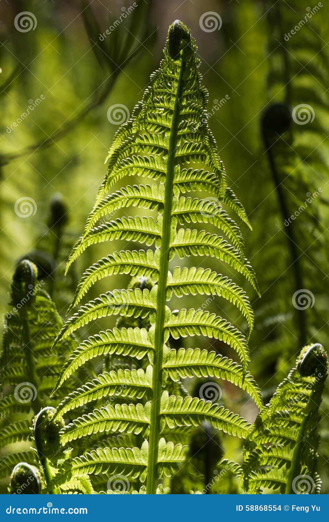 Sword Fern stock photo. Image of sword, sprout, plant - 58868554