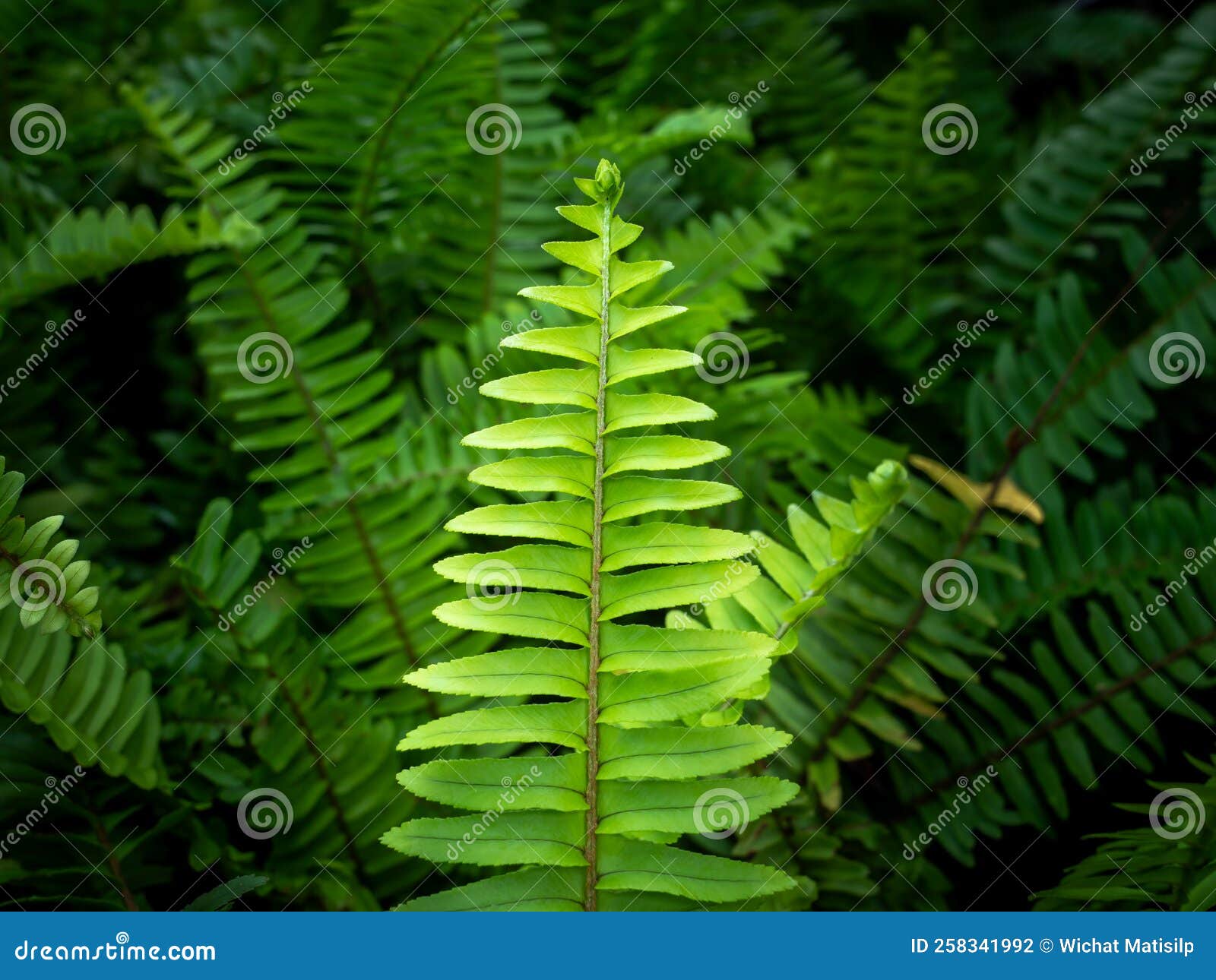 Sword Fern Leaf Standing stock photo. Image of hope - 258341992