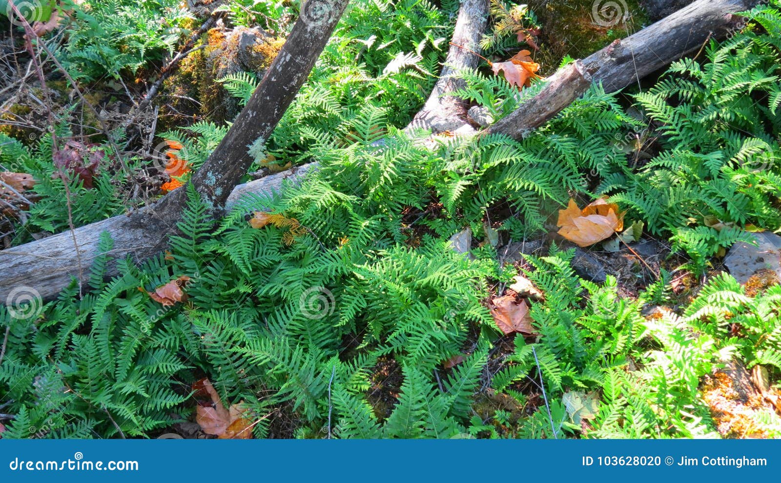 Sword Ferns & Fallen Tree Stock Photo - Image of botany, meadow: 103628020
