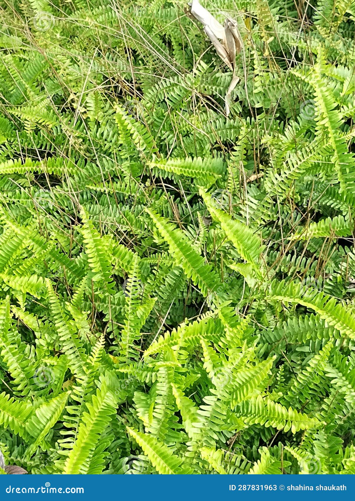 Sword ferns s stock image. Image of sword, grass, plants - 287831963