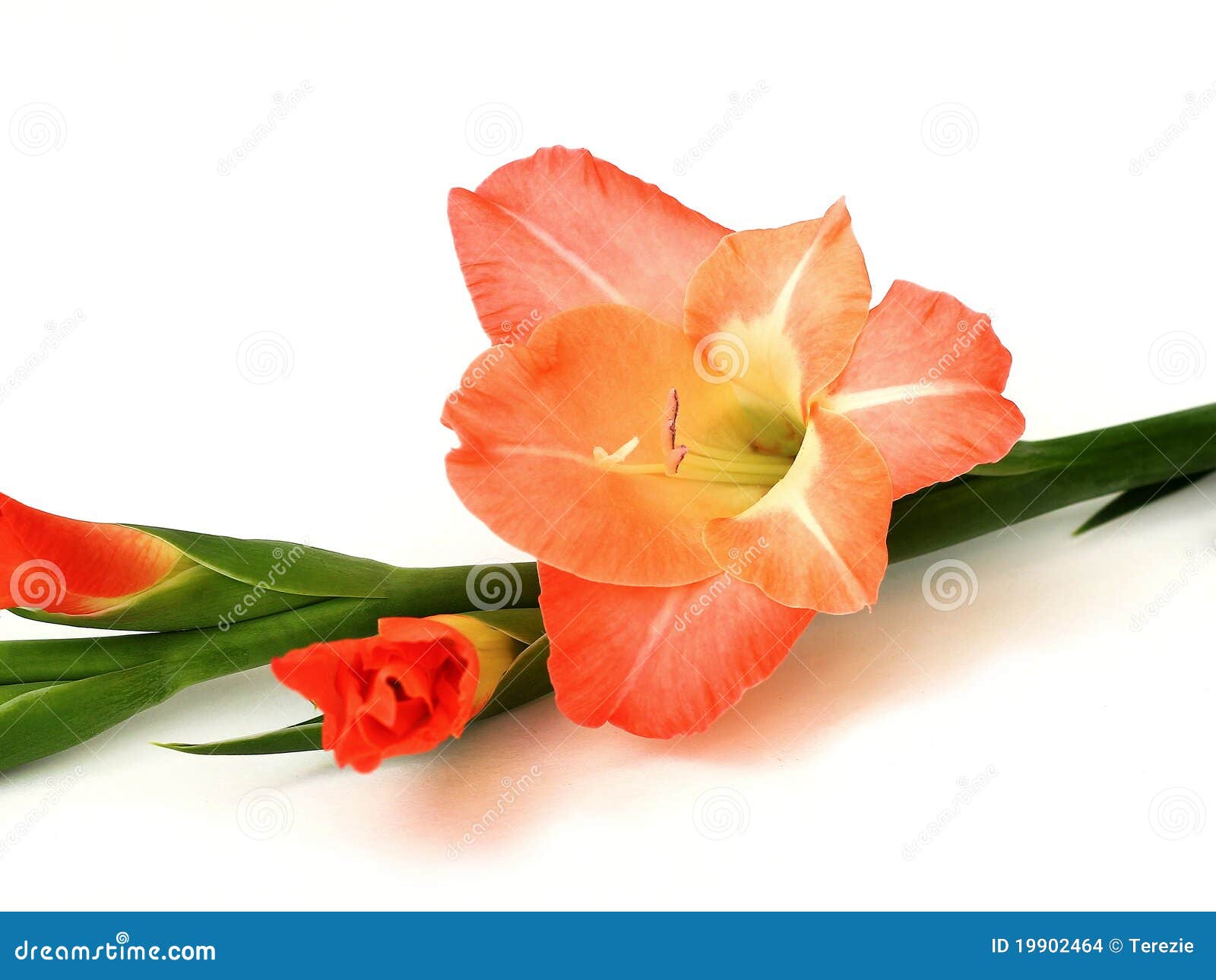 Sword flower stock photo. Image of botany, blossom, background - 19902464