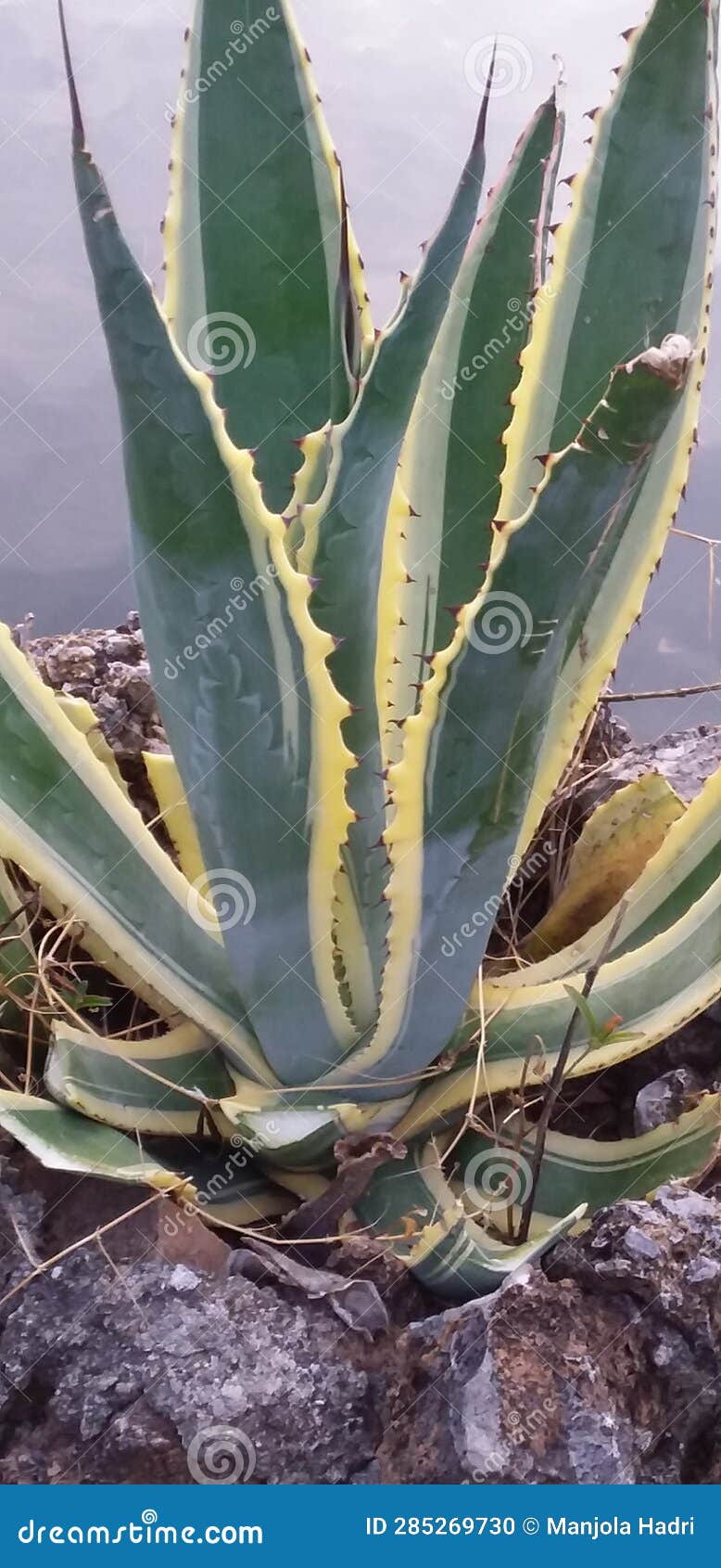 A Sword Flower in Green and Yellow Stock Photo - Image of yellow ...