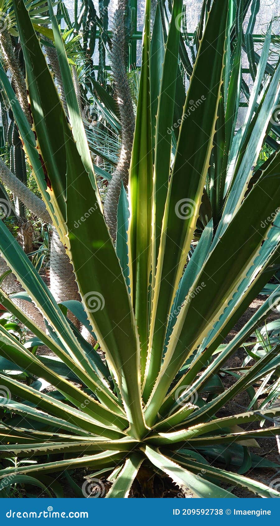 Spiky Leaves Of Agave Plant In Blue Tone Color As Natural Background ...