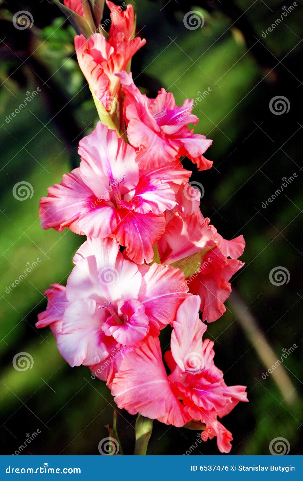 Sword lily stock illustration. Illustration of bloom, lush - 6537476