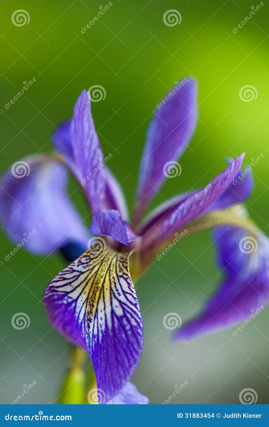 Sword lily stock photo. Image of green, space, nature - 31883454
