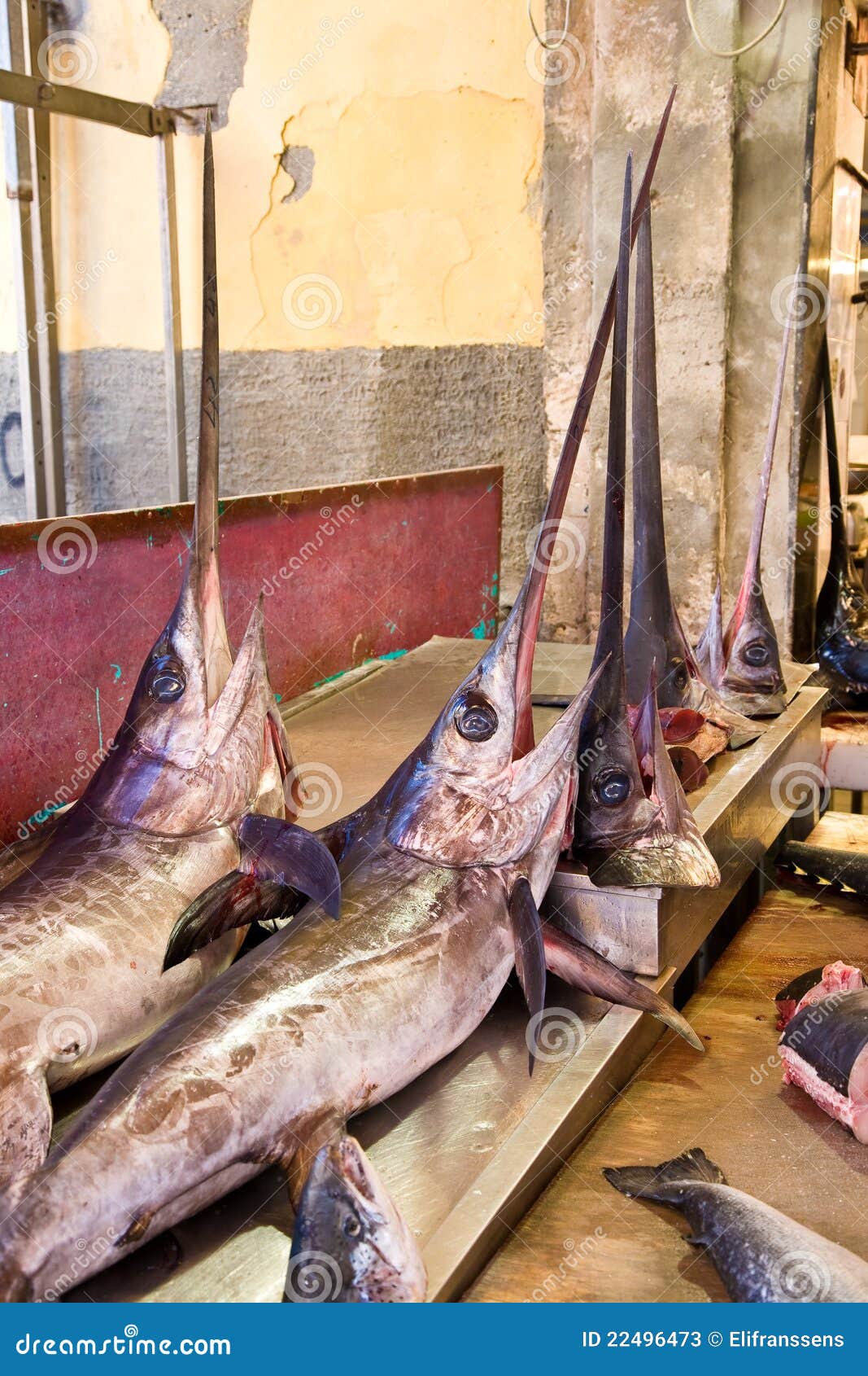 Swordfish stock image. Image of swordfish, sword, broadbill - 22496473