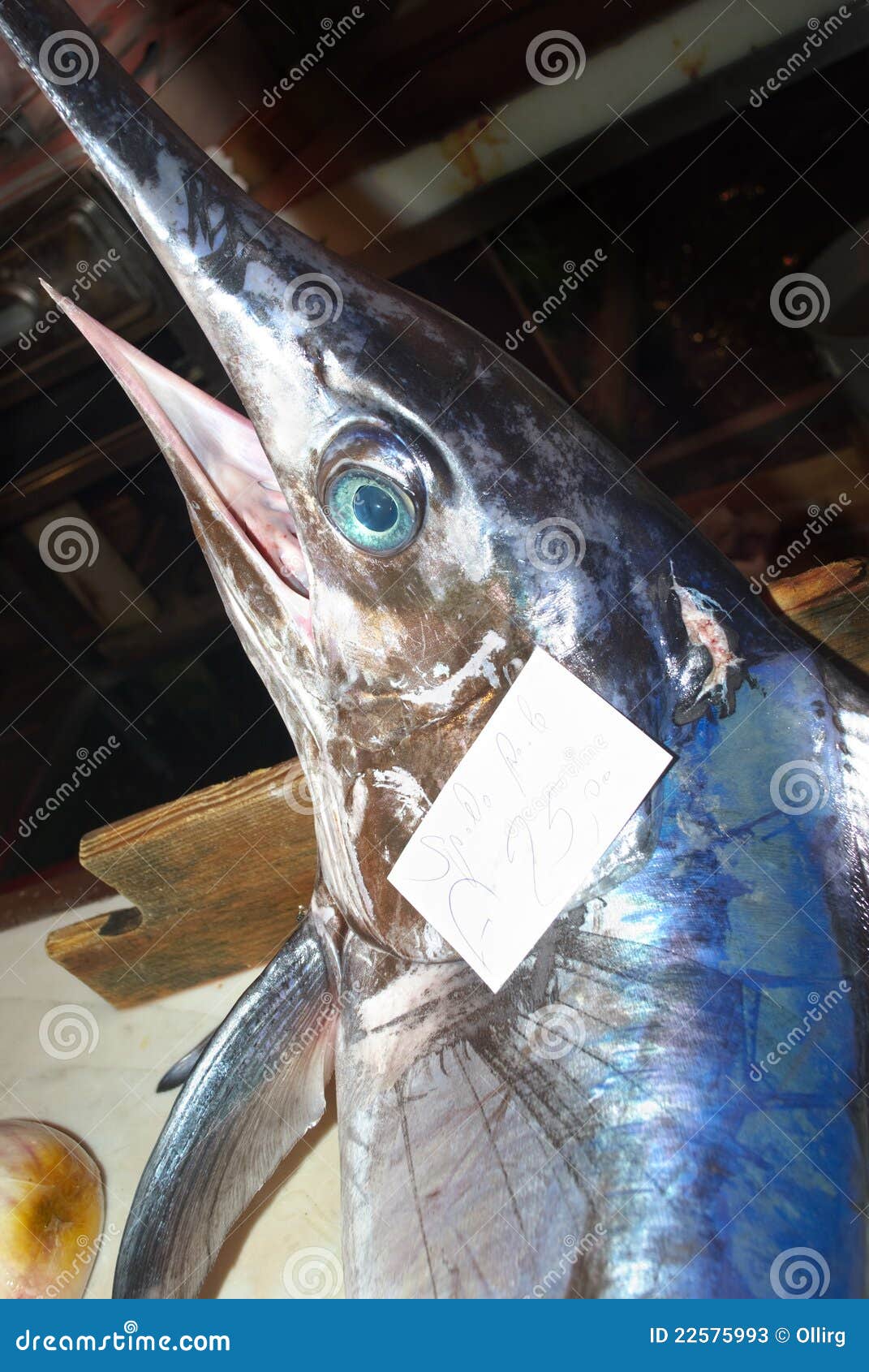 Swordfish stock image. Image of aquarium, food, european - 22575993